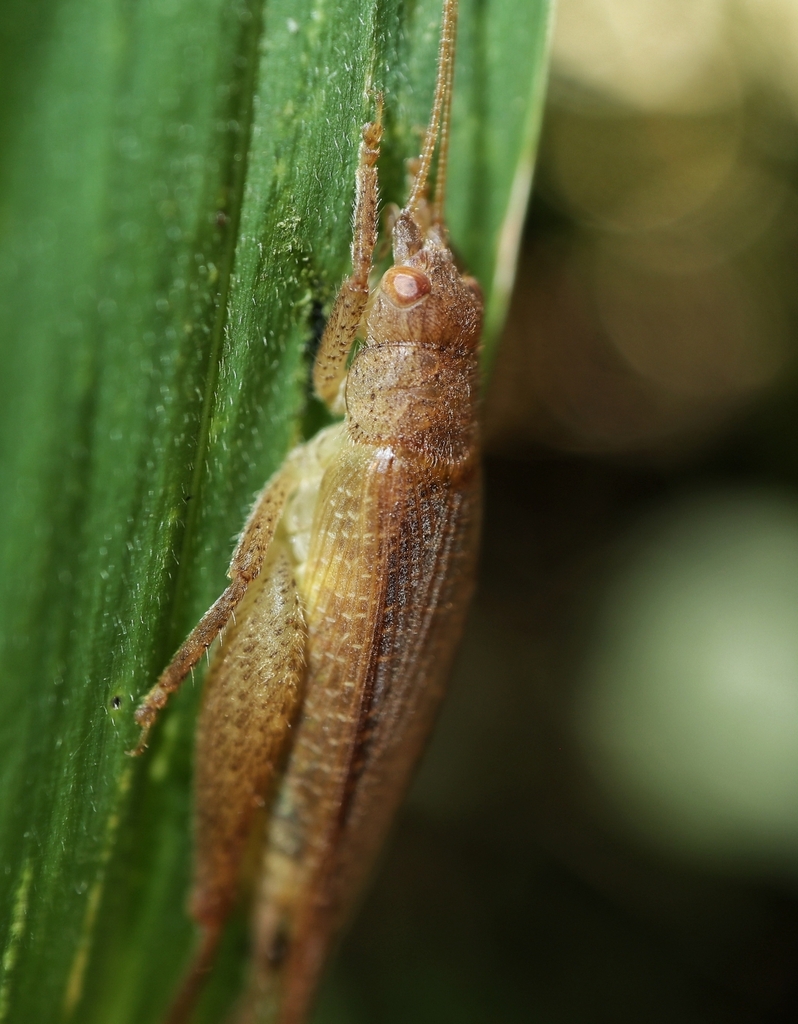 Slender Silent Bush Crickets from Shenzhen, Guangdong, China on August ...