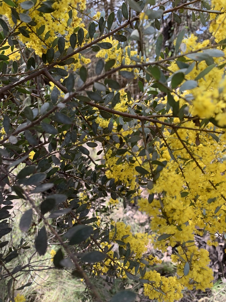 box-leaf wattle from Barryrennie Rd, Cowra, NSW, AU on August 24, 2022 ...