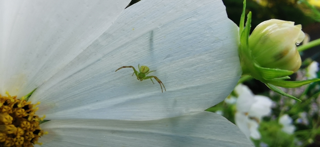 Triangle Crab Spider from Zentrum-Südost, Leipzig, Deutschland on ...