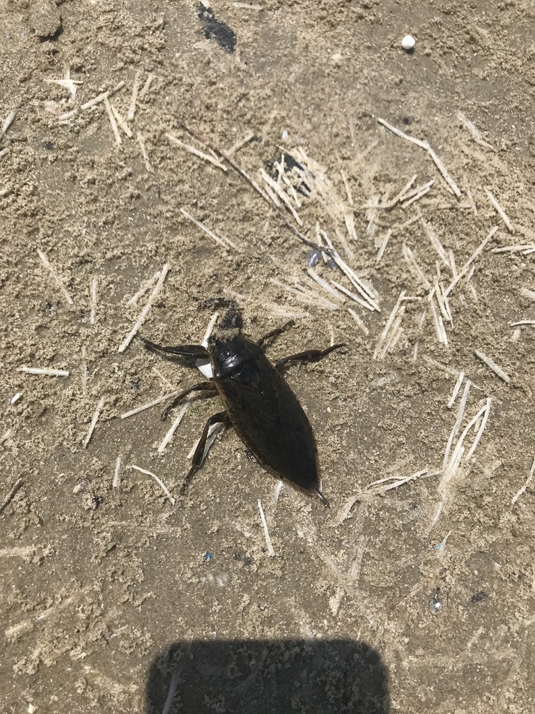 Lethocerus medius from Gulf of Mexico, , TX, US on August 02, 2018 at ...
