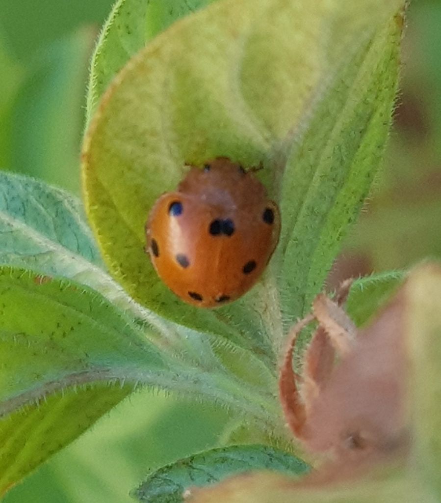 Bryony Ladybird from 58180 Marzy, France on August 24, 2022 at 10:04 AM ...