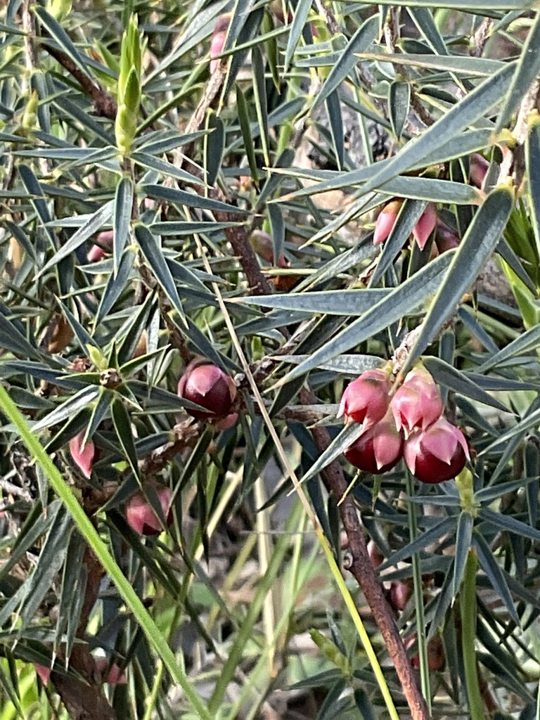 Melichrus erubescens from Spring Ridge Rd, Cobbora, NSW, AU on August ...