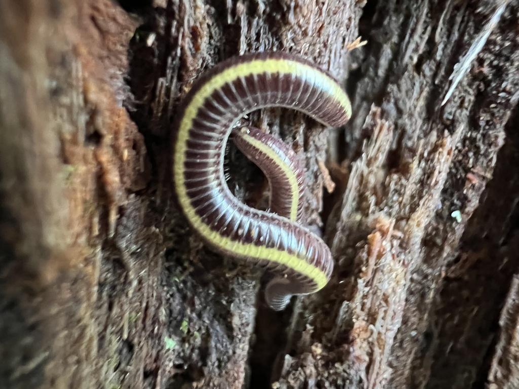 Siphonotidae from Walpole-Nornalup National Park, Walpole, WA, AU on ...