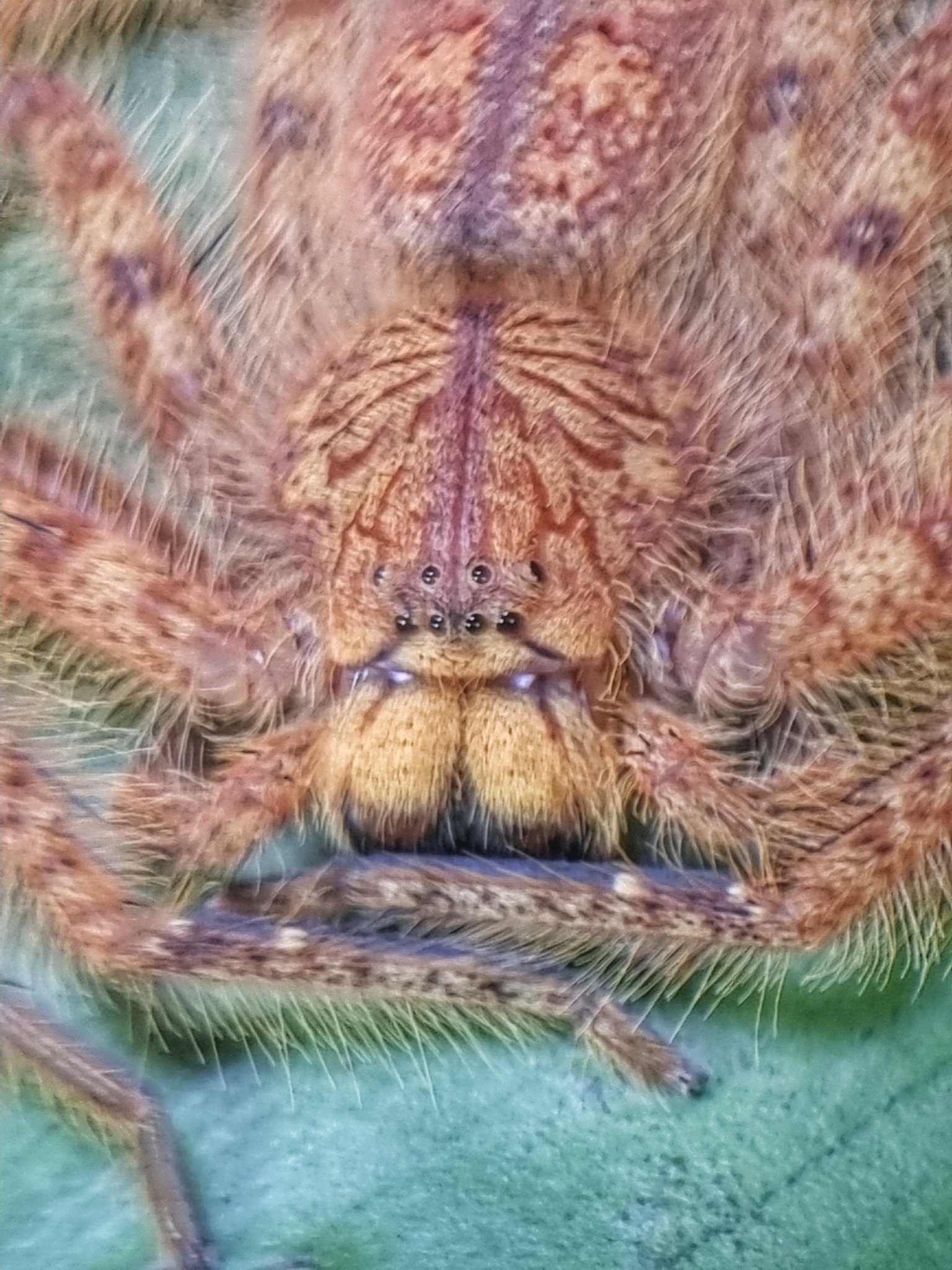 Heteropoda davidbowie Jäger, 2008