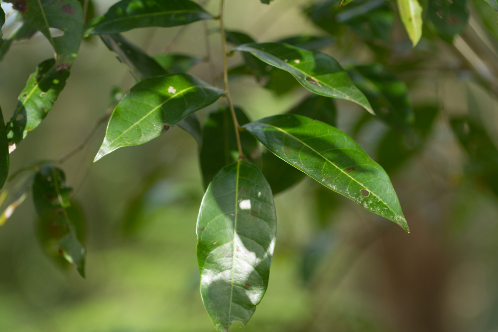 Cheese Tree from Peachester QLD 4519, Australia on July 30, 2022 at 09: ...