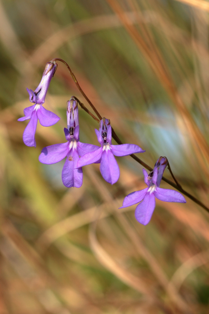 Twobract Lobelias from North Uthungulu, South Africa on July 22, 2022 ...