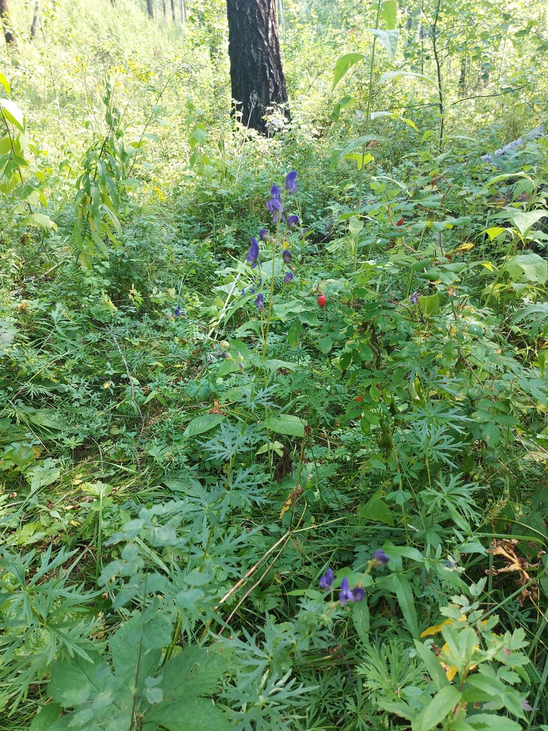 Baikal Monkshood from Irkutskiy rayon, RU-IK, RU on August 13, 2022 at ...