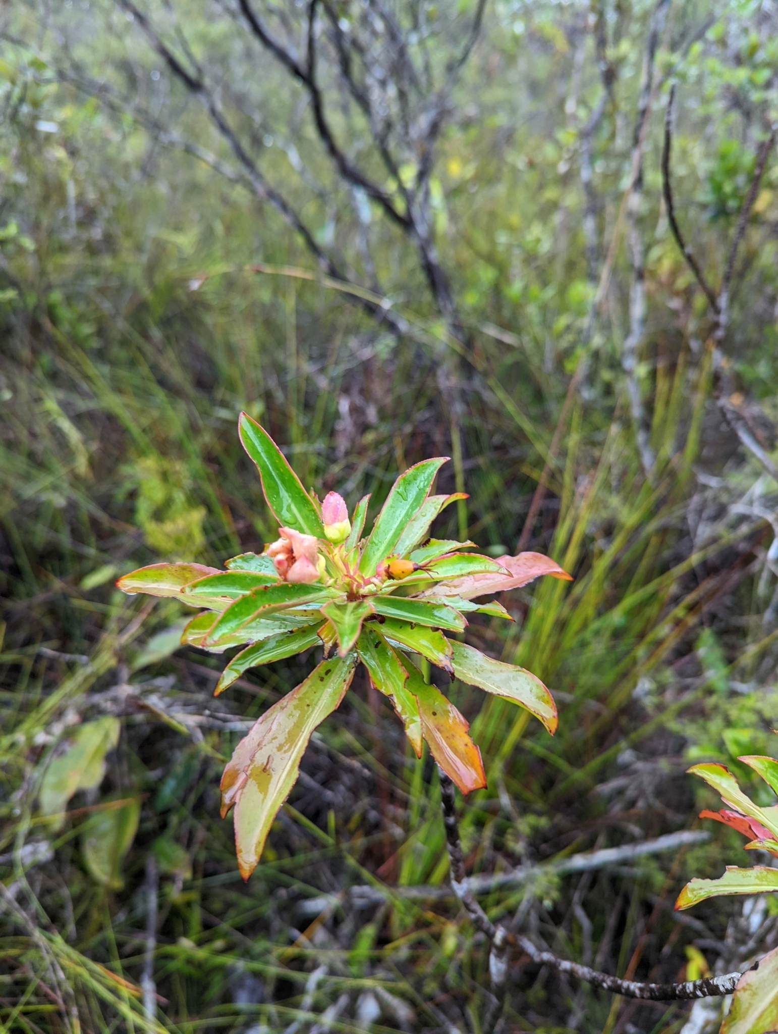 Ploiarium alternifolium (Vahl) Melch.