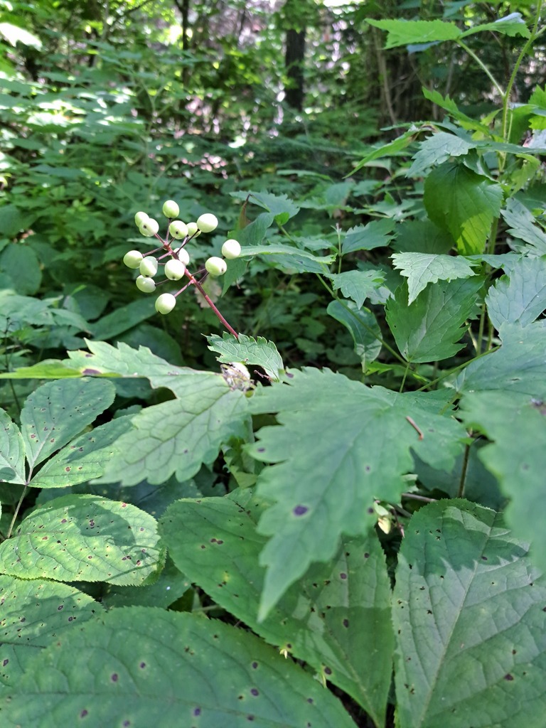 white-fruited red baneberry from Thunder Bay District, ON, Canada on ...