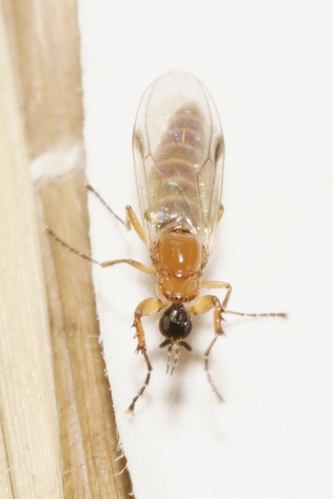 Dilophus bispinosus from Miskolc, Bükkszentlélek, Hungary on August 16 ...
