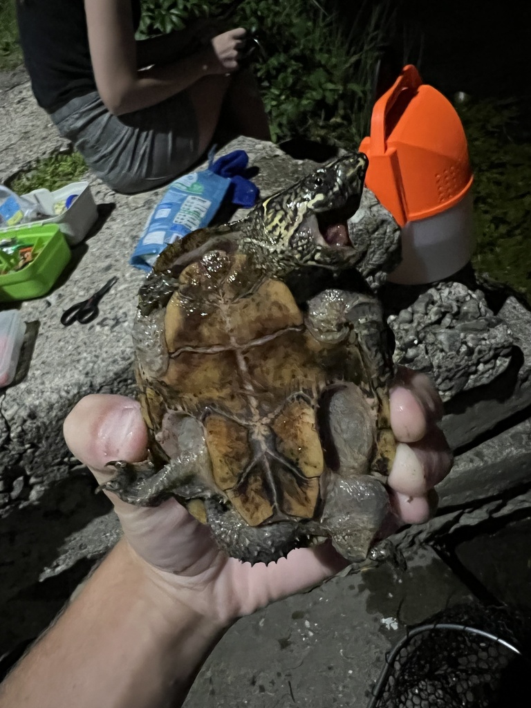 Eastern Musk Turtle in August 2022 by loganmoore · iNaturalist