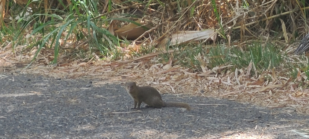 Small Indian Mongoose from Hana, HI 96713, USA on August 19, 2022 at 02 ...
