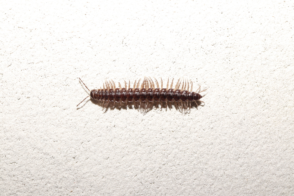 Epanerchodus from Яватано, Ито, Сидзуока 413-0232, Япония on August 19, 2022 at 08:32 PM by Se ...