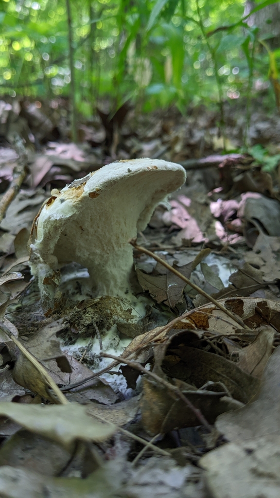 Hypomyces australis from Porter, IN 46304, USA on August 23, 2022 at 11 ...