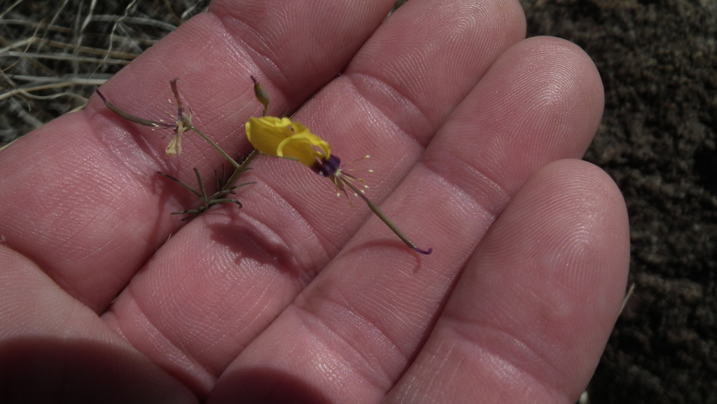 Cleome angustifolia diandra from Quivertree Forest and Giant's ...