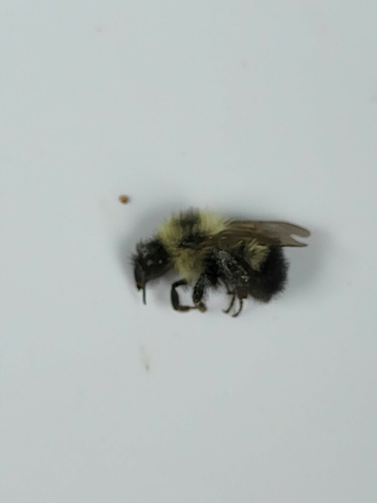 Half-black Bumble Bee from Eskasoni, NS, Canada on August 16, 2022 at ...