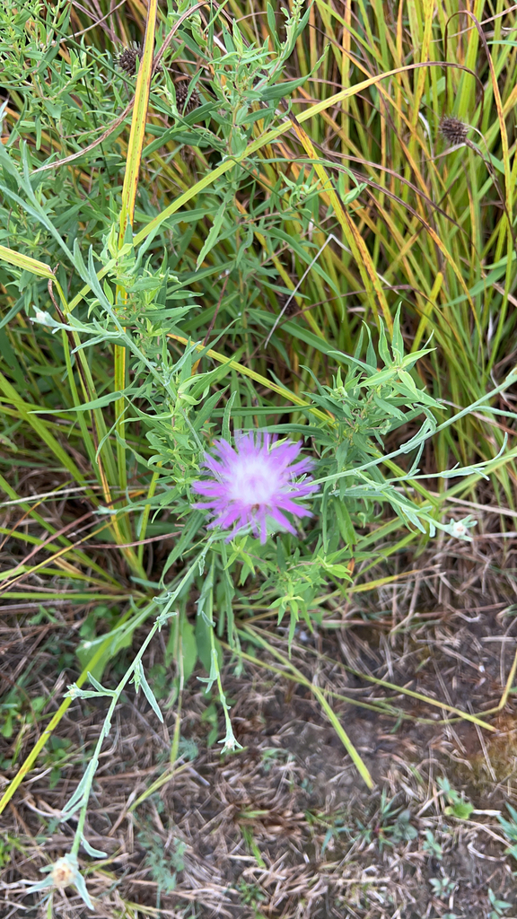 spotted knapweed from Hudson on August 24, 2022 at 10:23 AM by Jordan ...