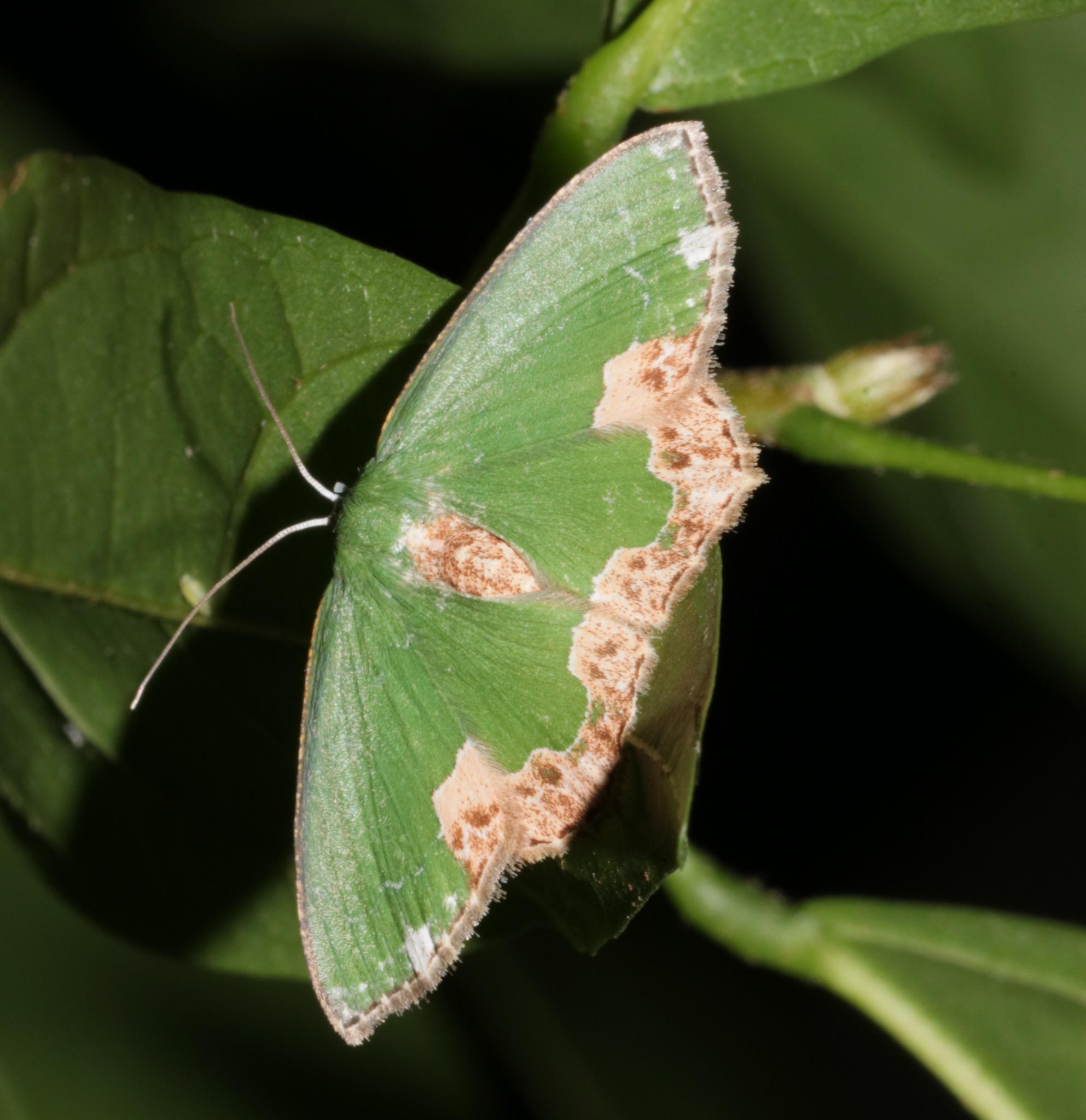Eucyclodes infracta (Wileman, 1911)