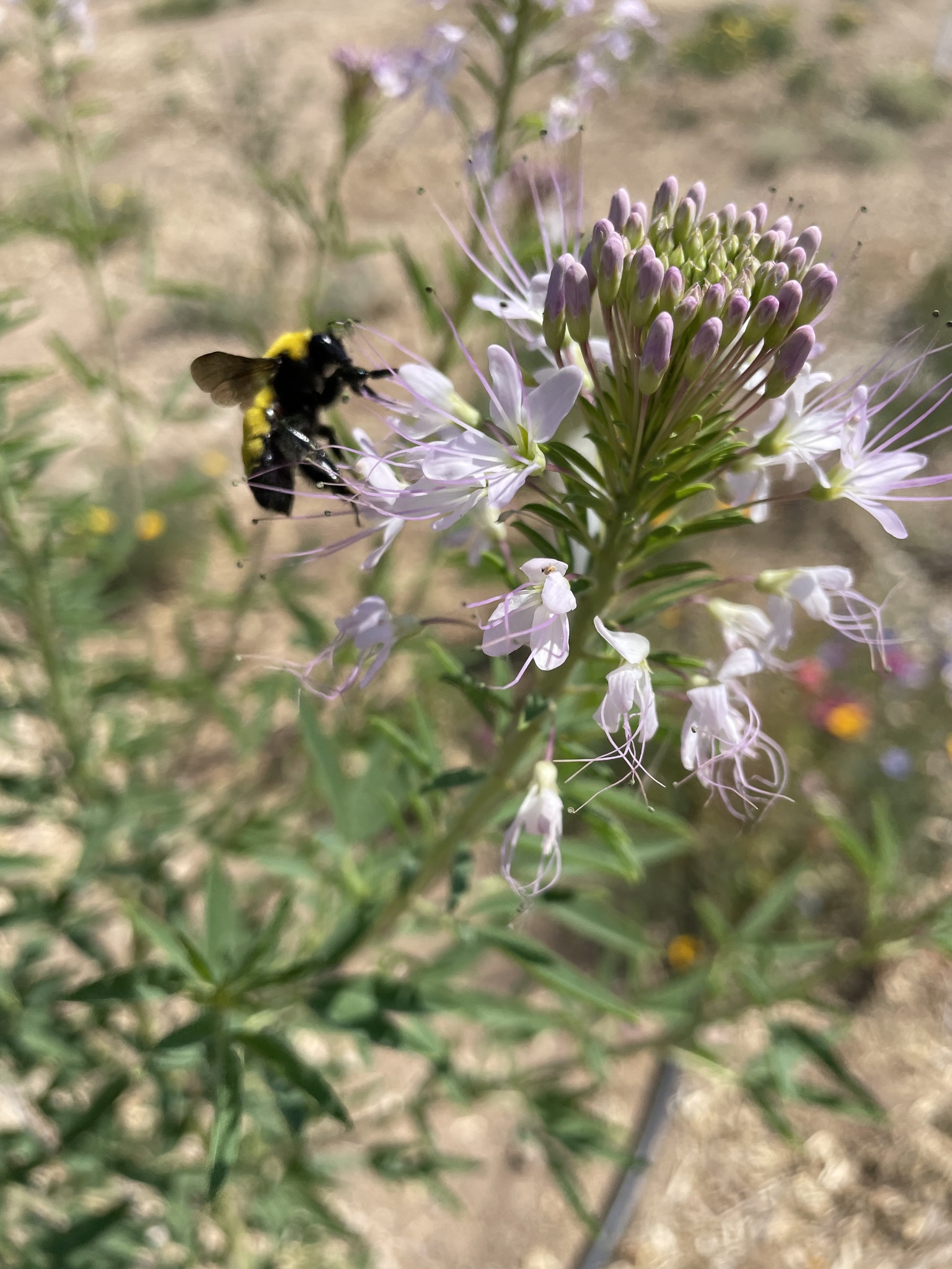 Bombus morrisoni Cresson, 1879