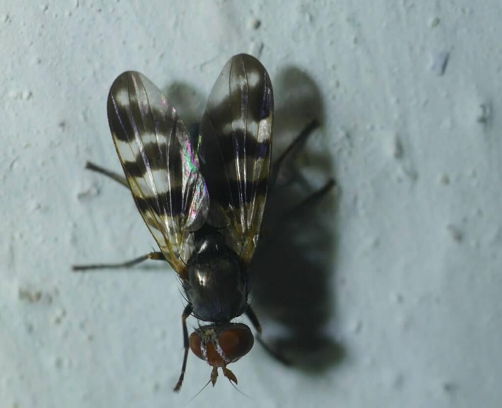 Band-winged Wingwaver from Новоодеський район, Миколаївська область ...