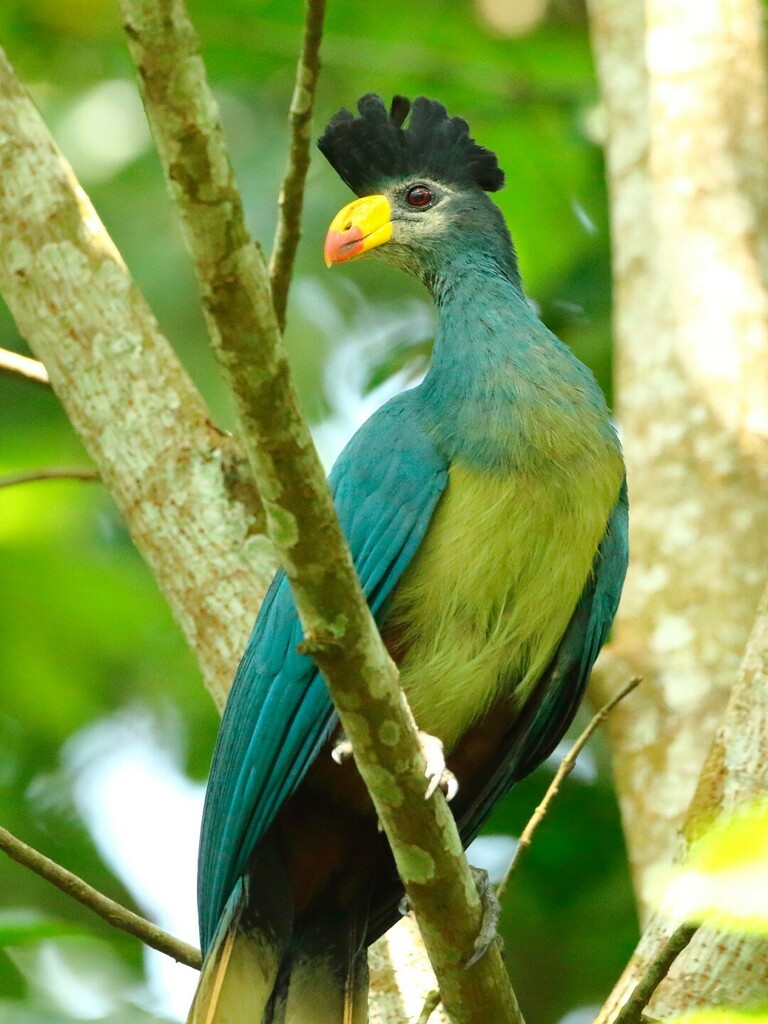 Great Blue Turaco from Buikwe-Distrikt, Uganda on June 12, 2015 at 03: ...