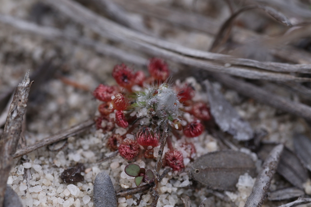 Drosera eneabba from Eneabba WA 6518, Australia on August 22, 2022 at ...