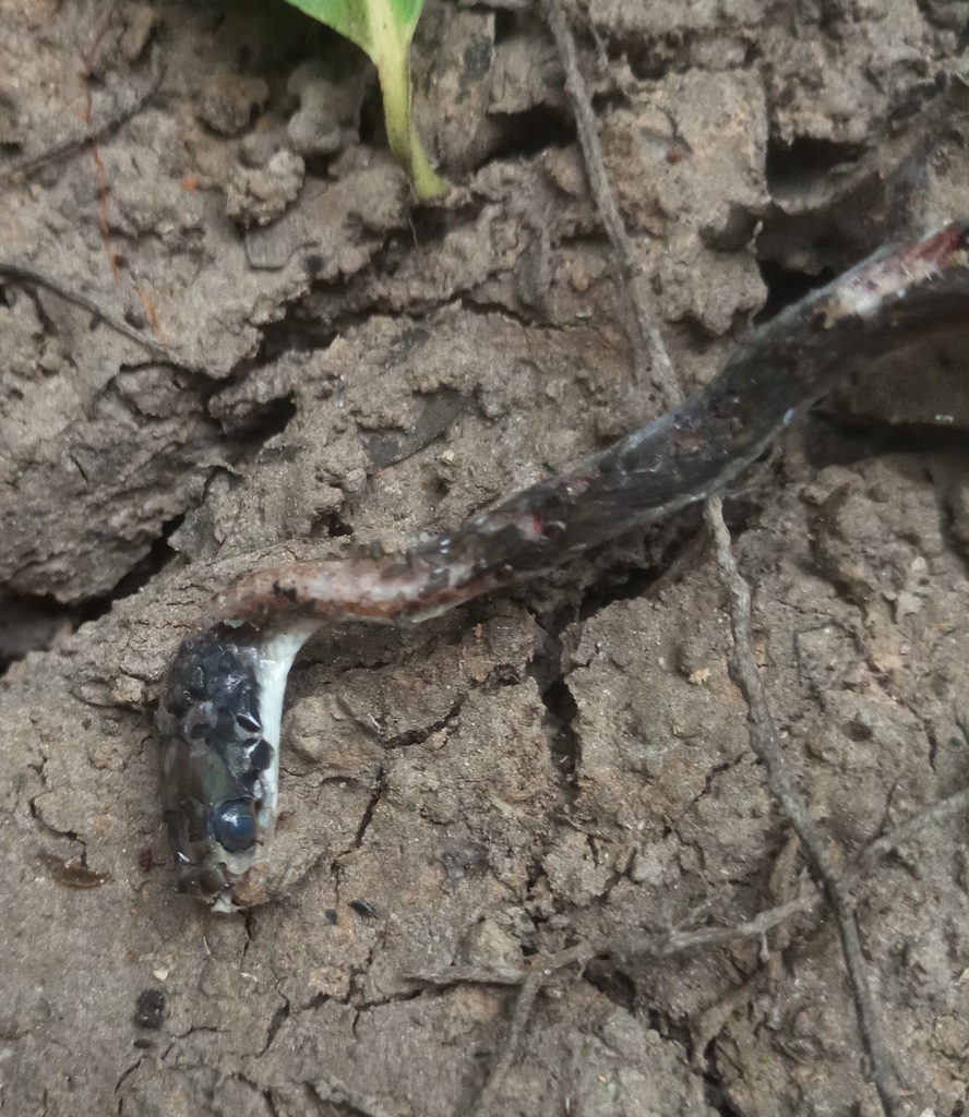 Red-lipped Snake from Bonou, Bénin on December 09, 2018 at 08:22 AM by ...