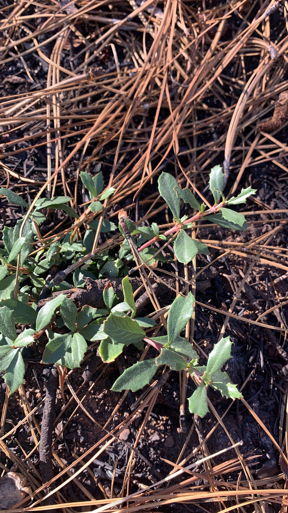 Mahala mat from South Lake Tahoe on August 24, 2022 at 08:03 AM by ...