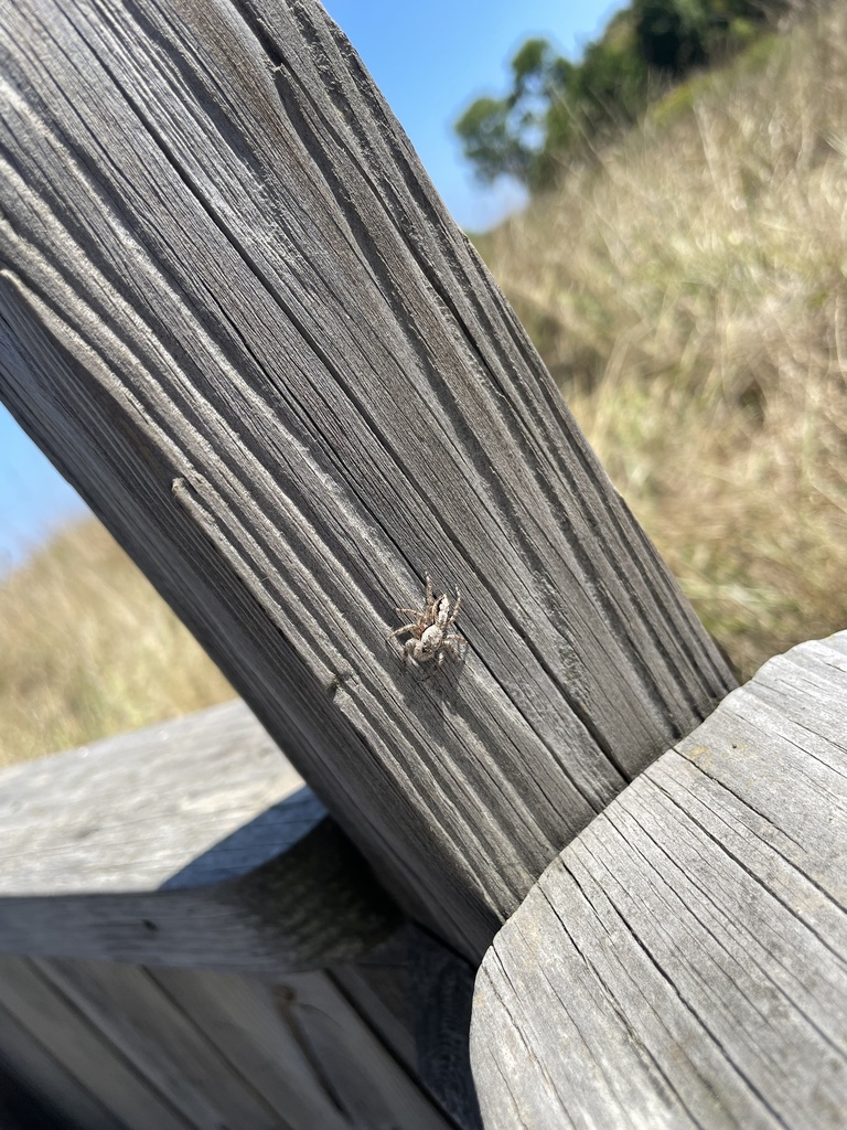 Tan Jumping Spider from Georges Island, Boston, MA, US on August 24 ...