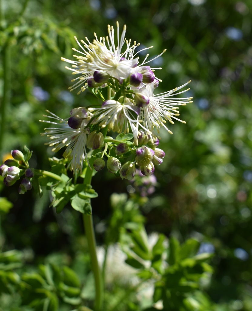 French meadow-rue from Val di Funes, Province of Bolzano – South Tyrol ...