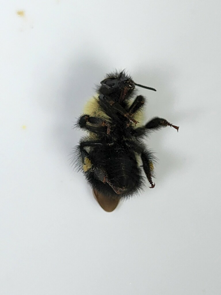 Half-black Bumble Bee from Inverness County, NS, Canada on August 16 ...