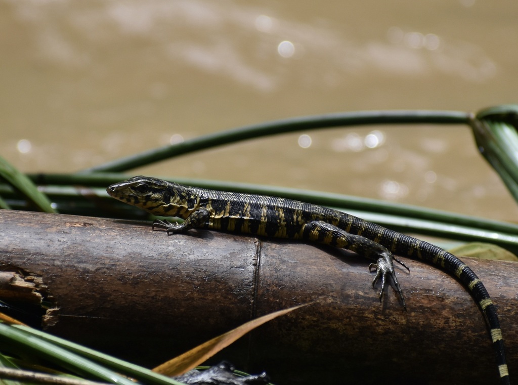 Cryptic Golden Tegu from Les Coteaux, Trinidad and Tobago on August 23 ...