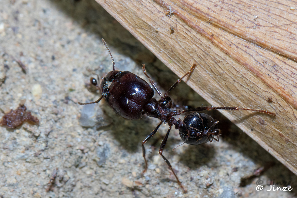 Asian Marauder Ant from 深圳市大鹏半岛 on December 13, 2020 at 09:15 PM by ...