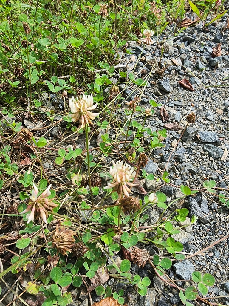 white clover from Inverness County, NS, Canada on August 16, 2022 at 11 ...