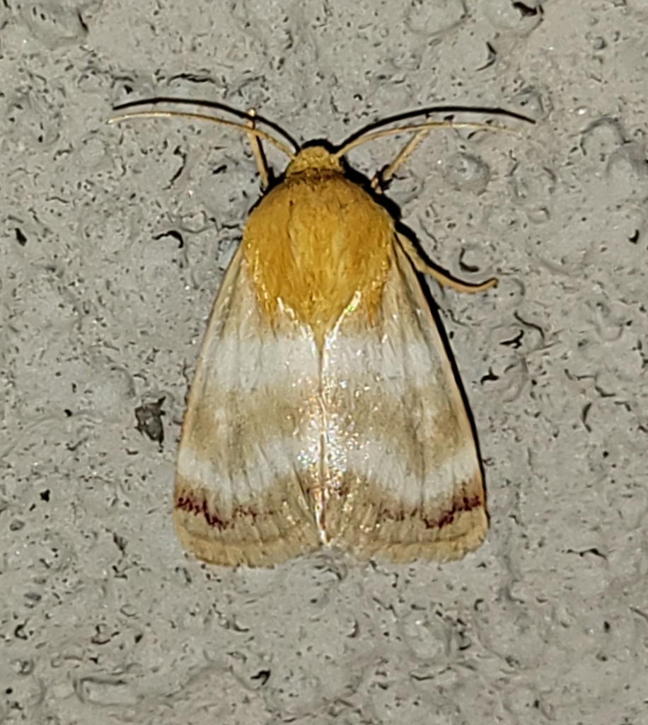 Desert Marigold Moth in August 2022 by David Heckard · iNaturalist