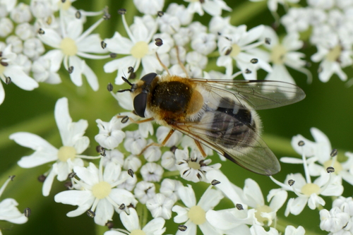 Epistrophe leiophthalma · iNaturalist Mexico