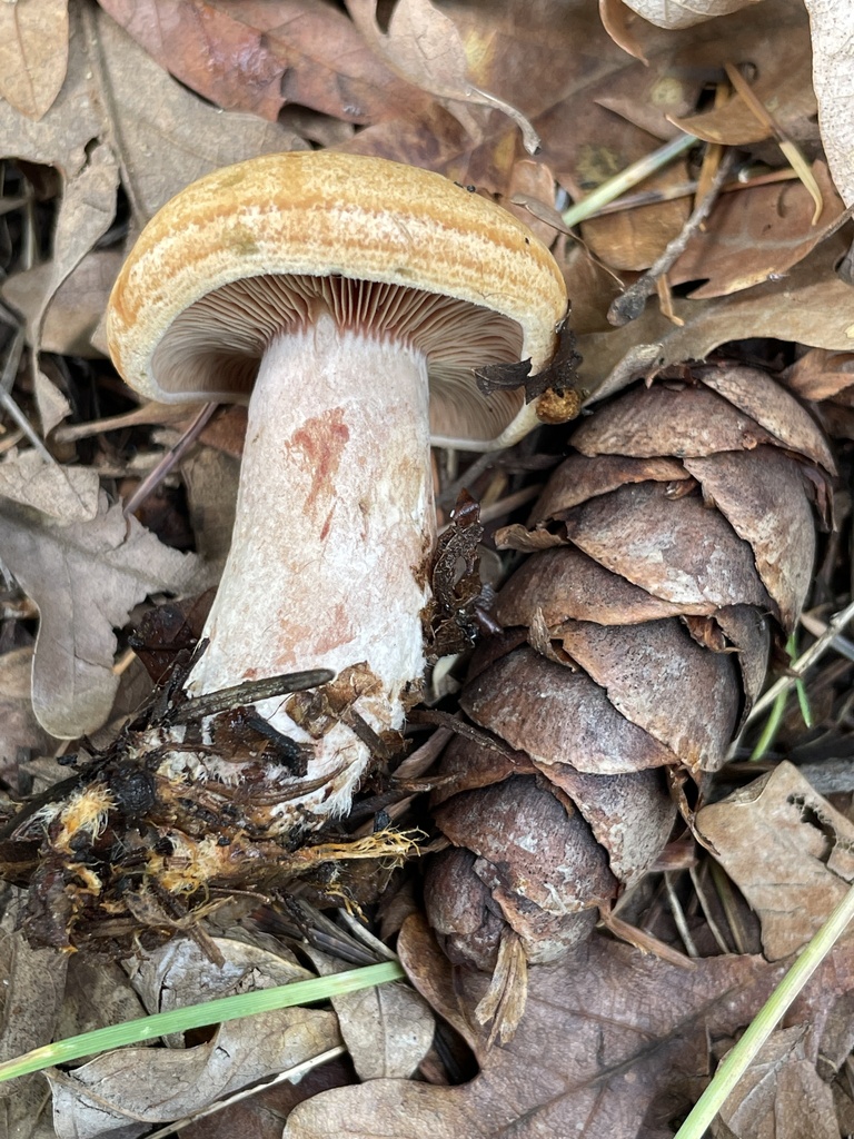 Red-bleeding Milk Cap from Sierra Vista Southeast, AZ, USA on August 23 ...