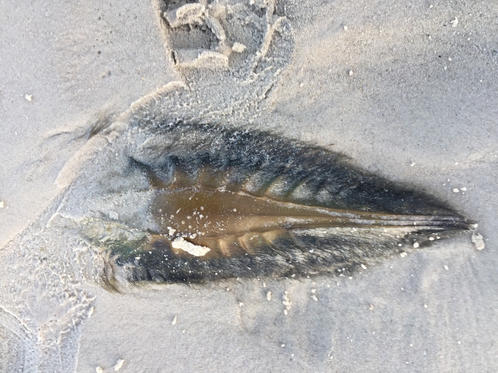 Cape Elephantfish from South Atlantic Ocean, Cape Town, WC, ZA on ...
