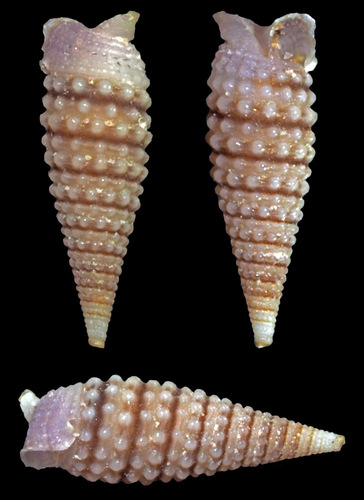 Mastonia papillata · iNaturalist