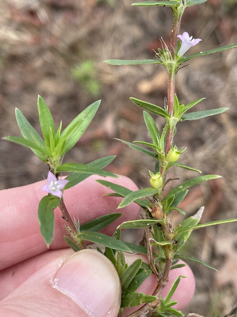 rough buttonweed from W Green Oaks Blvd, Arlington, TX, US on August 24 ...