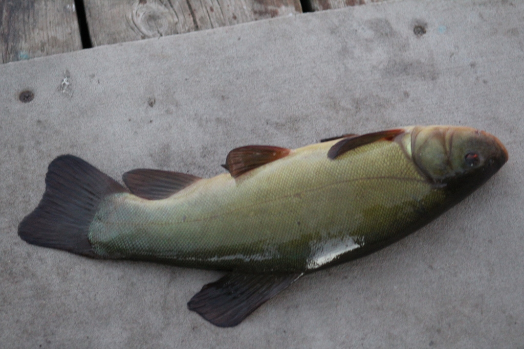 Tench from Cheeny, WA on July 29, 2015 at 08:41 PM by Gabbie Byers ...