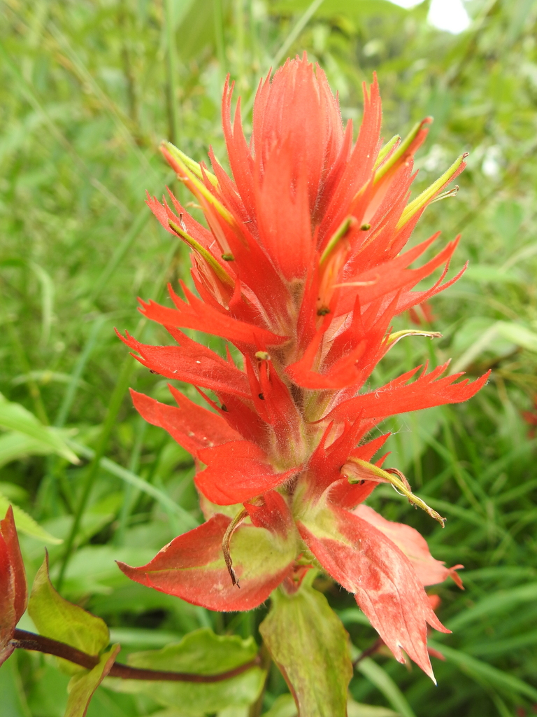 giant red Indian paintbrush (CKISS EcoGarden plant list) · iNaturalist