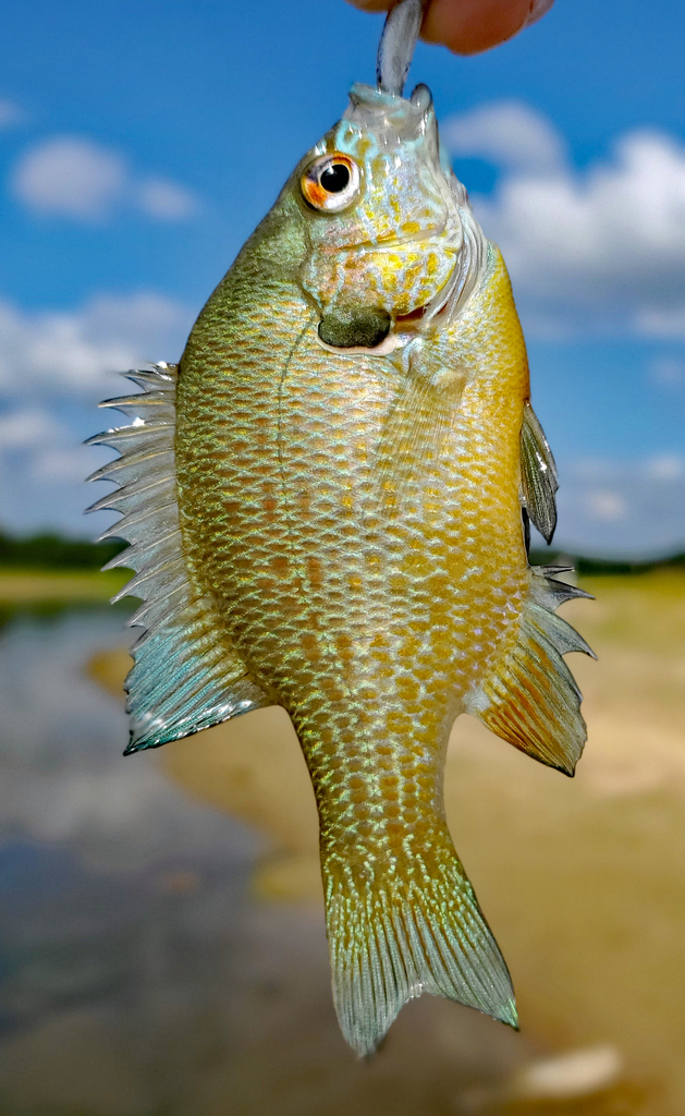 Longear Sunfish from Mannford, OK, USA on August 24, 2022 at 10:50 AM ...