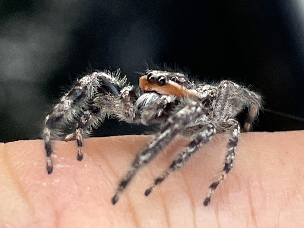 Tan Jumping Spider from Cumberland, Maine, United States on August 2 ...