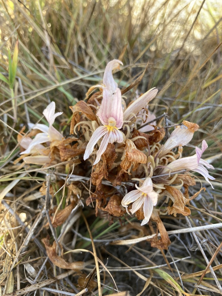 California Broomrape from Eugene, OR, US on August 24, 2022 at 11:03 AM ...