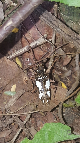 Hammatoderus decorus · iNaturalist Mexico