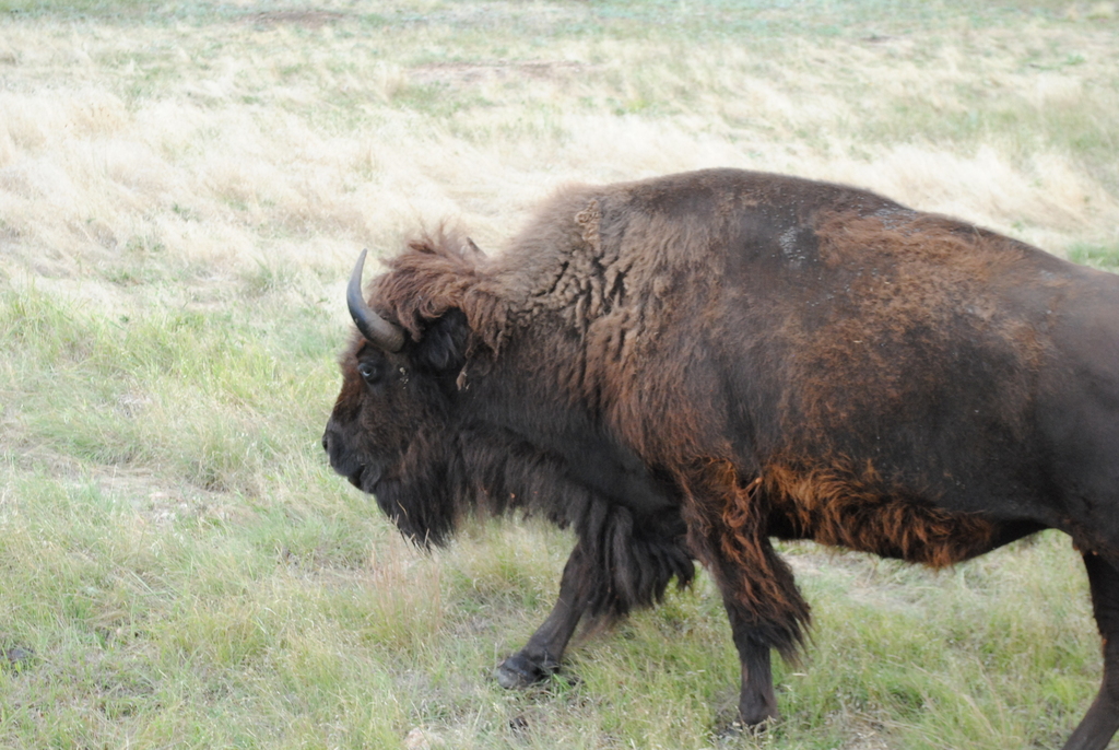 American Bison from 13438 US Highway 16A, Custer, SD 57730, USA on ...