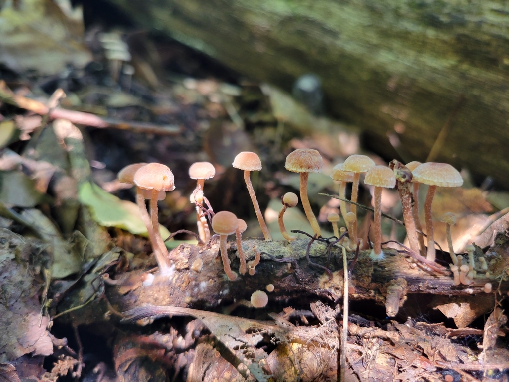 felted twiglet from Slippery Rock Township, PA 16057, USA on August 24 ...