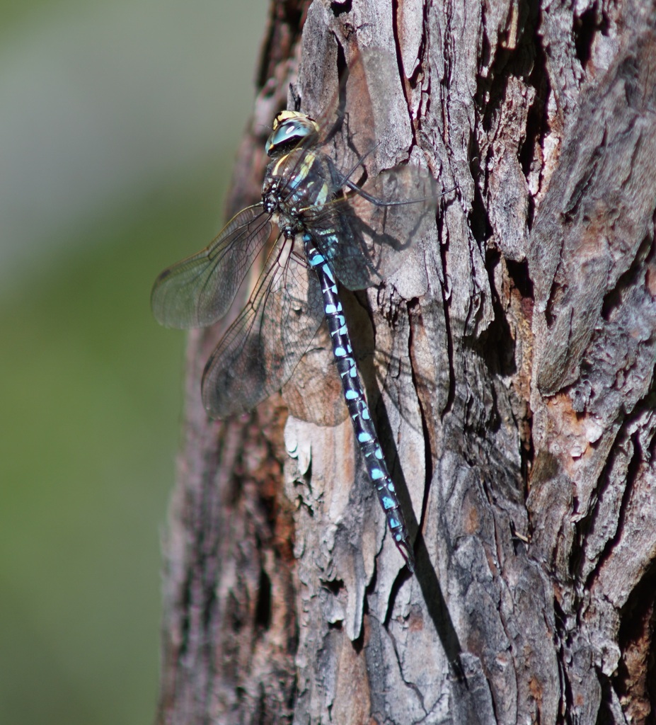 Sedge Darner from Cortina d'Ampezzo, loc.2 (obscured coordinates ...