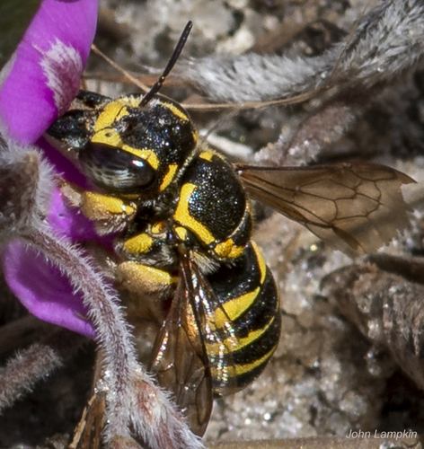 Trachusa crassipes · iNaturalist